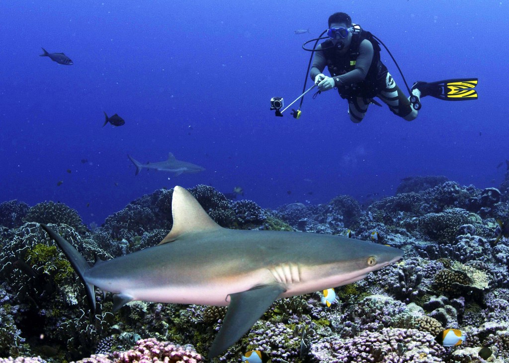 Shark Tourism is worth more than fin trade - SharkNewz