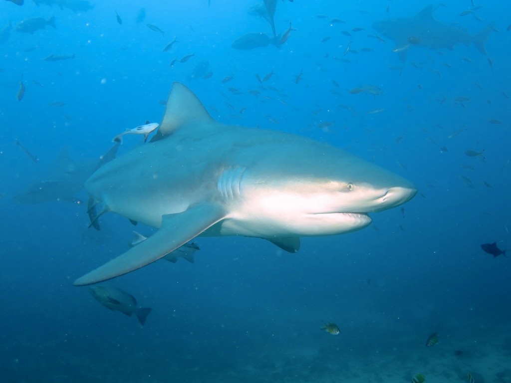 What about those great white sharks of the Mediterranean? - SharkNewz