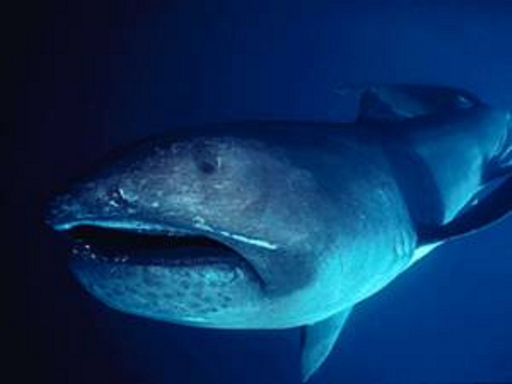 Japanese fishermen hook Megamouth shark - SharkNewz