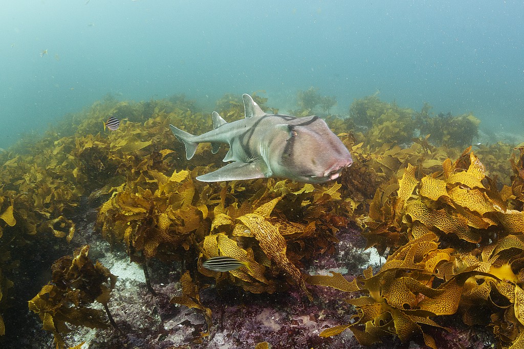 Port Jackson sharks really are long-distance travellers - SharkNewz