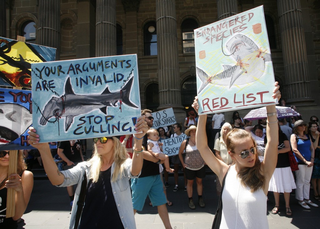 ‘No more shark culls, shark nets and drumlines’ - SharkNewz