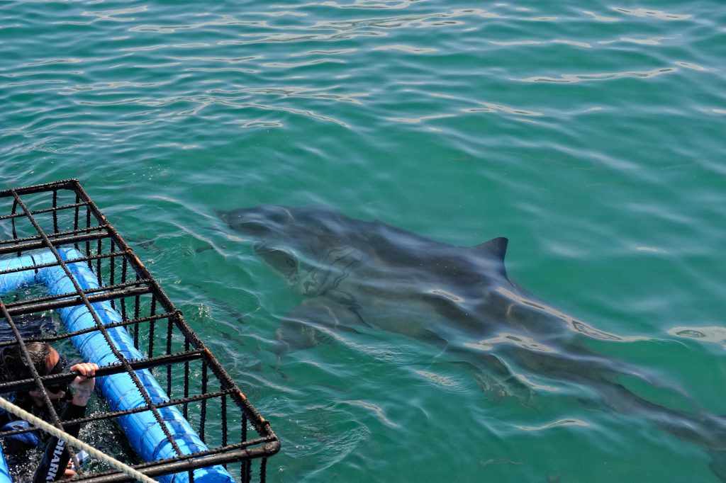 New Zealand bans shark cage diving - SharkNewz