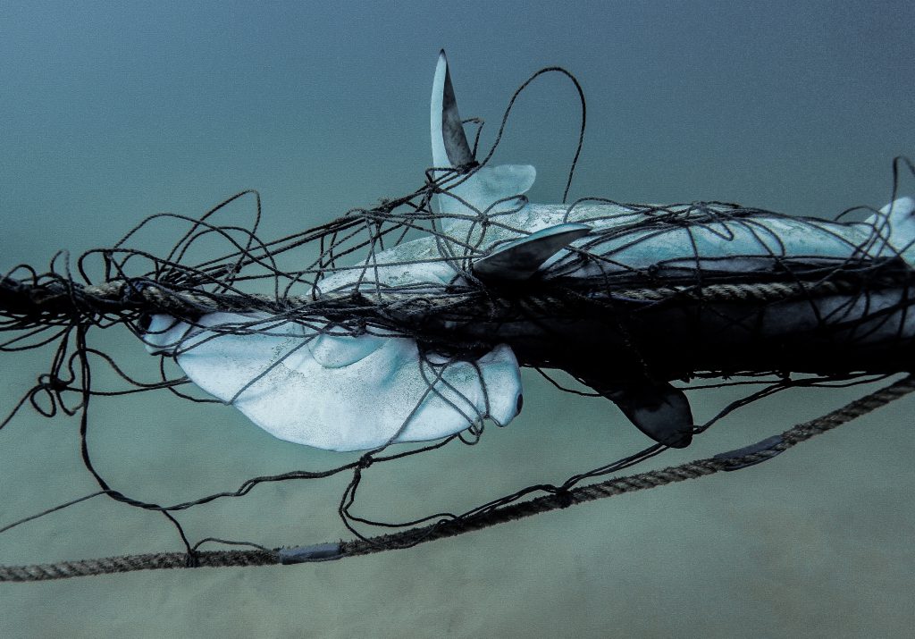 Shocking footage of damage that shark nets cause - SharkNewz