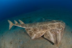 Angelsharks now have full protection in Canary Islands - SharkNewz