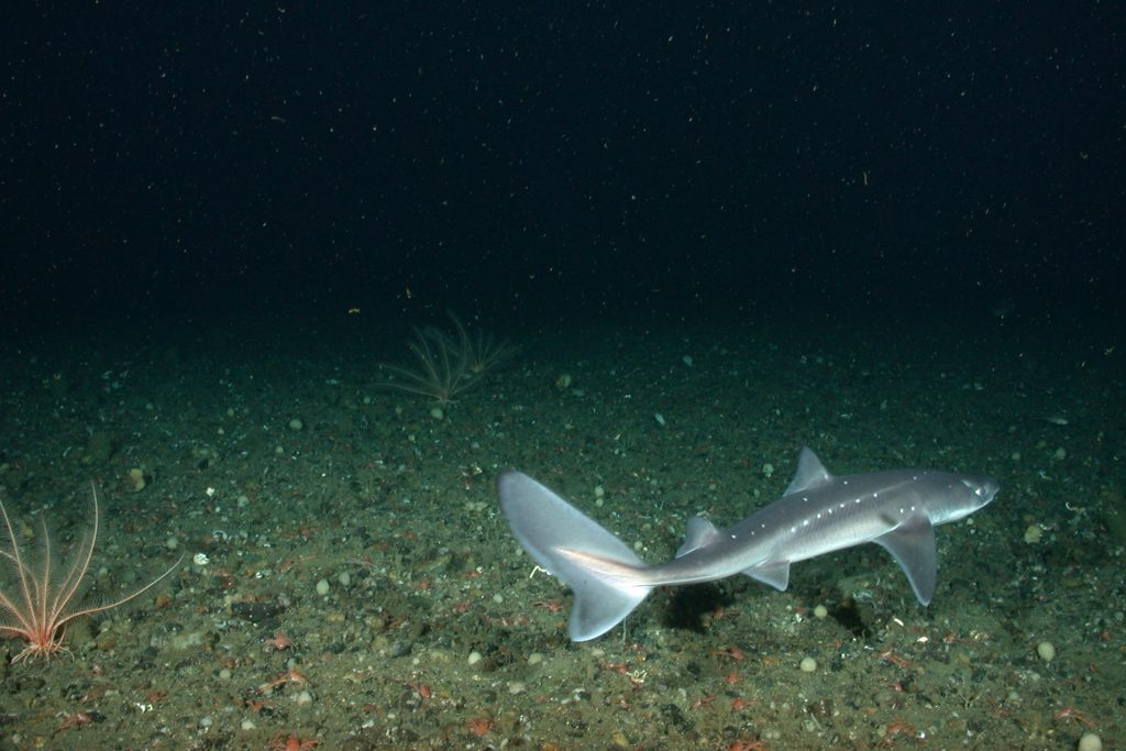Spiny Dogfish - SharkNewz