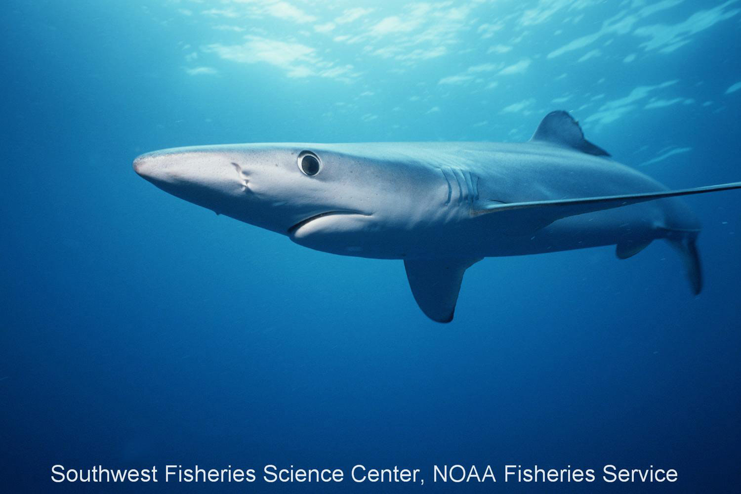 Tagging data show that blue sharks are true globalists - SharkNewz