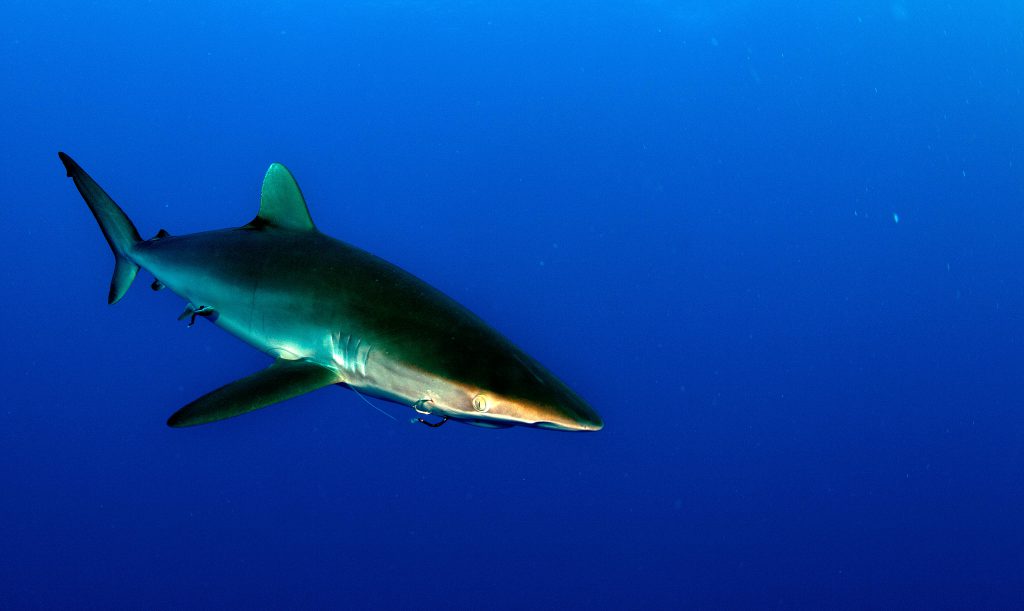 Silky Shark - SharkNewz