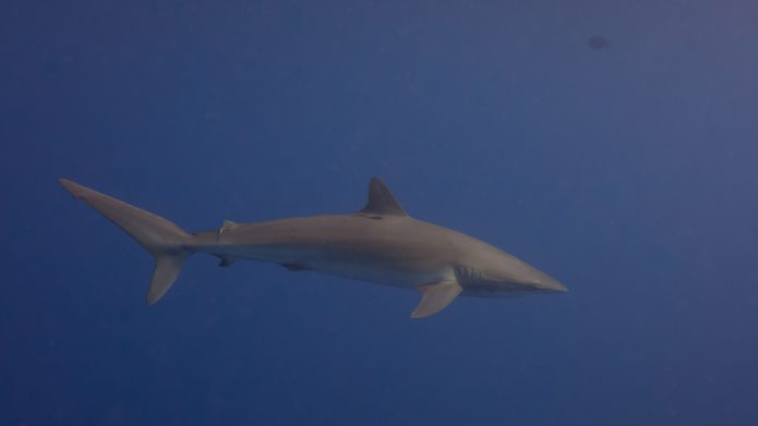 Silky Shark - SharkNewz