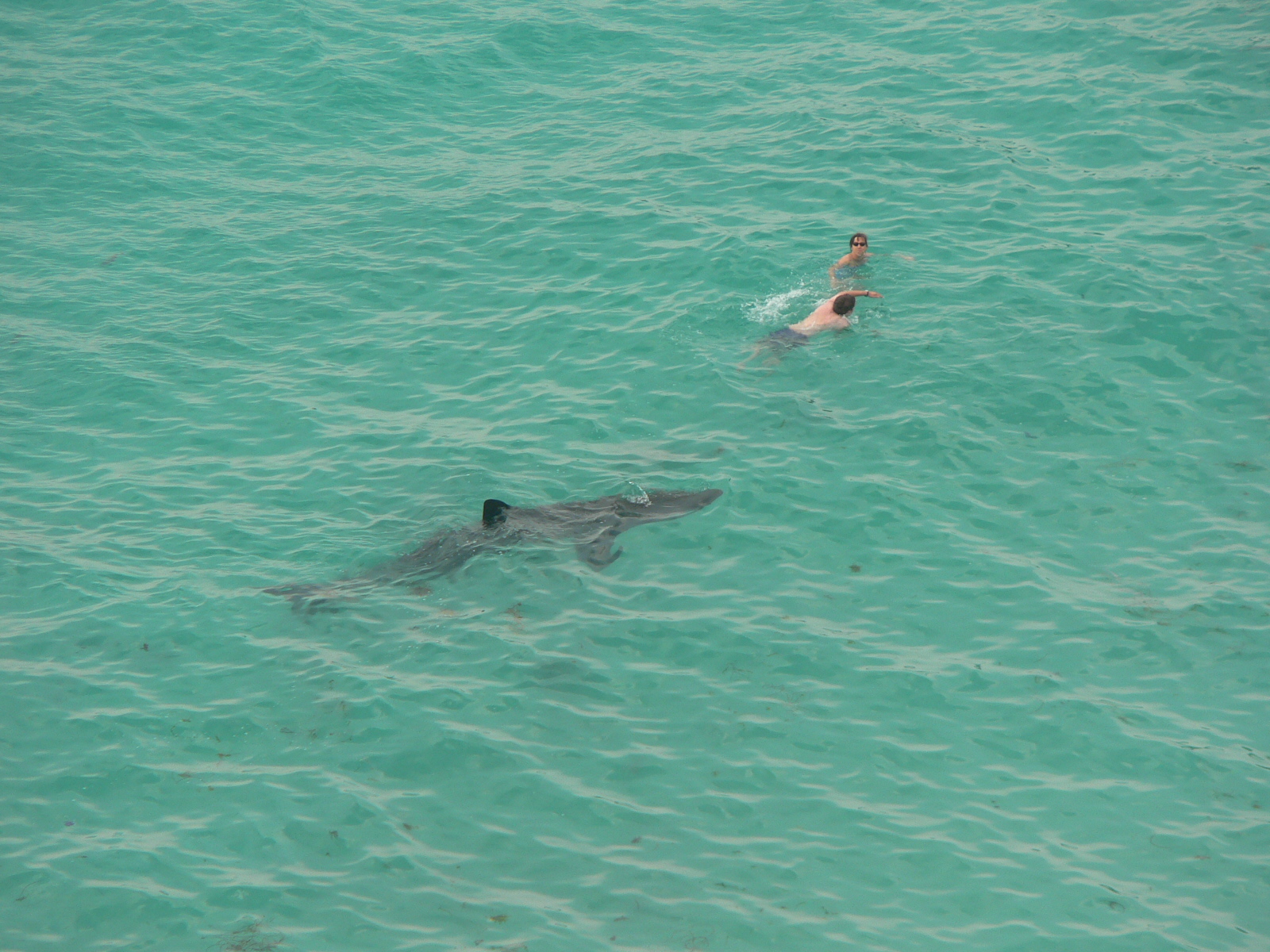 Basking sharks travel in extended families with their own 'gourmet maps ...
