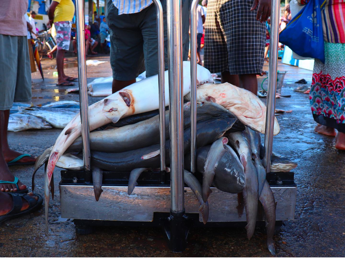 Shark fishing bans are only partially effective, says study - SharkNewz