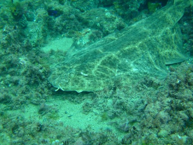 Aegean Sea hotspot for Angel Sharks - SharkNewz