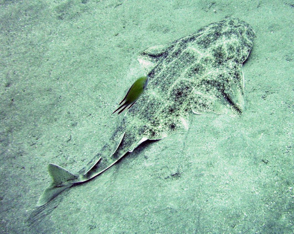 Aegean Sea hotspot for Angel Sharks - SharkNewz
