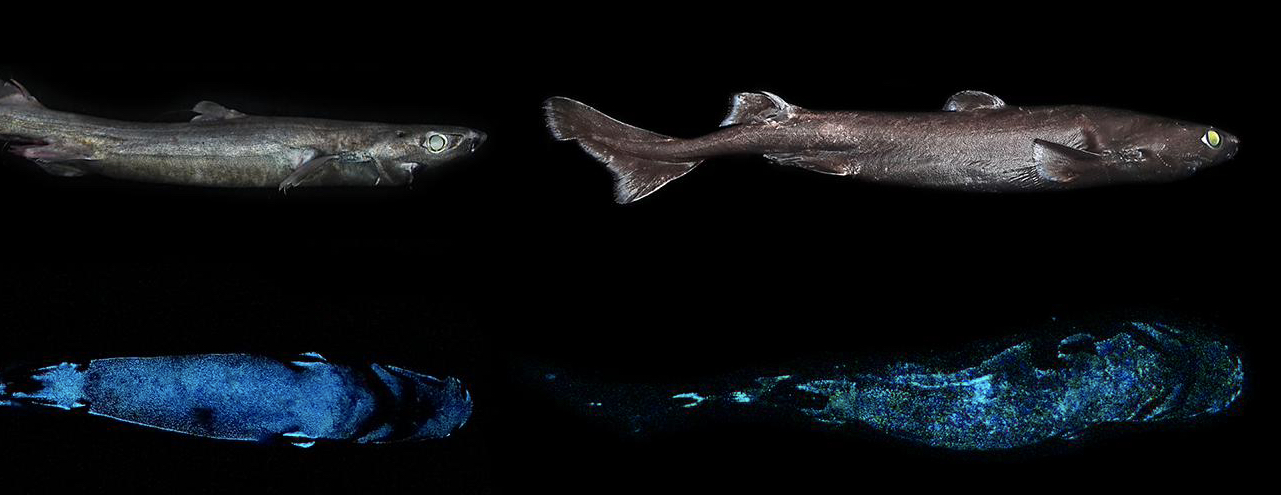 Researchers discover three species of 'glowing' sharks - SharkNewz