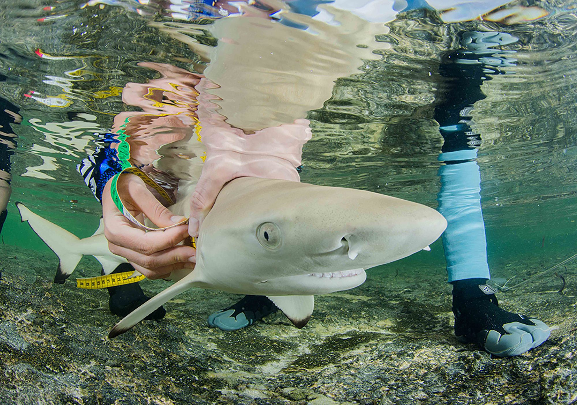 Small grants open for shark and ray projects - SharkNewz